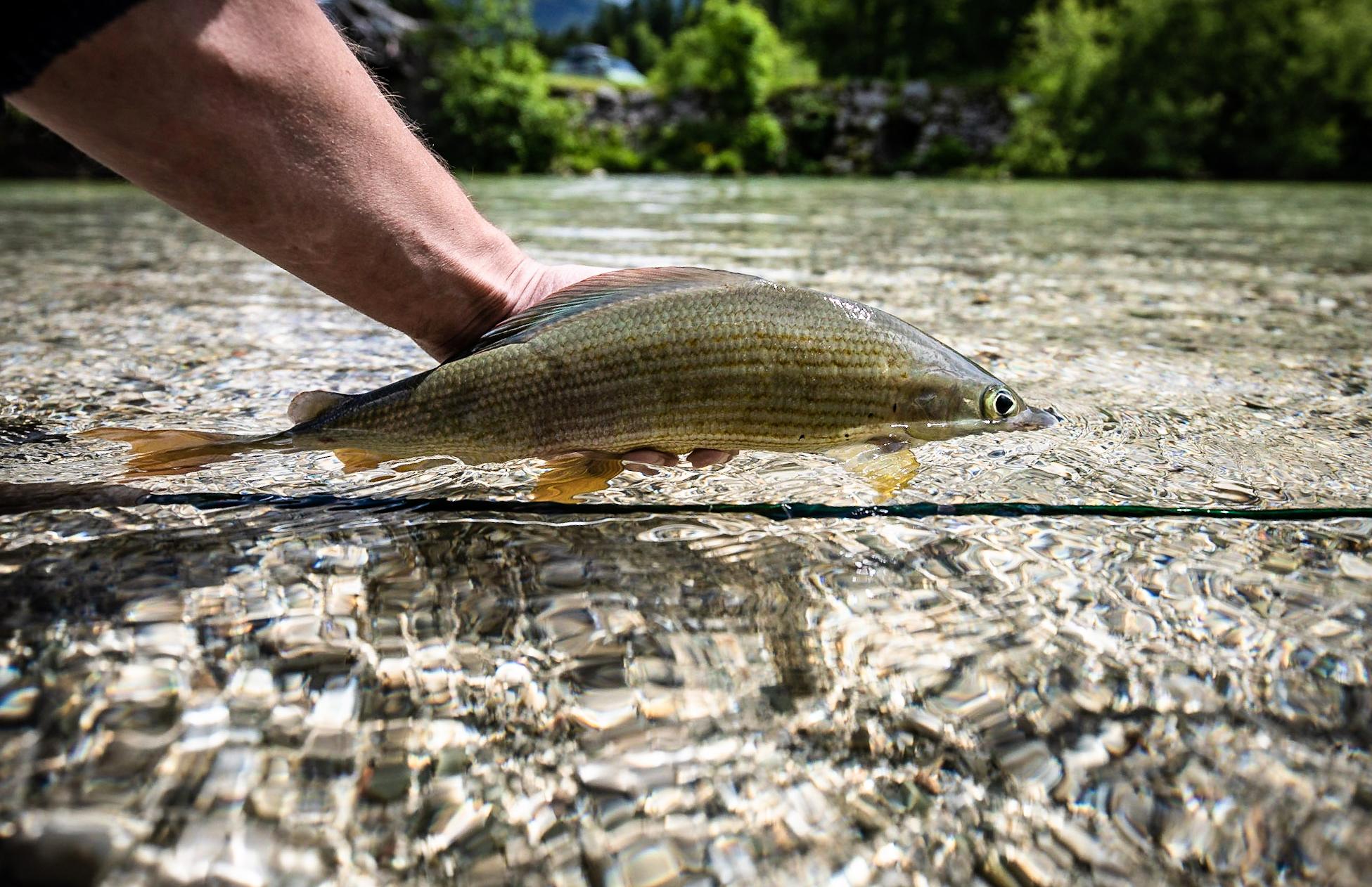 „Tag der Fische“ – Landesanglerverband Brandenburg e.V.