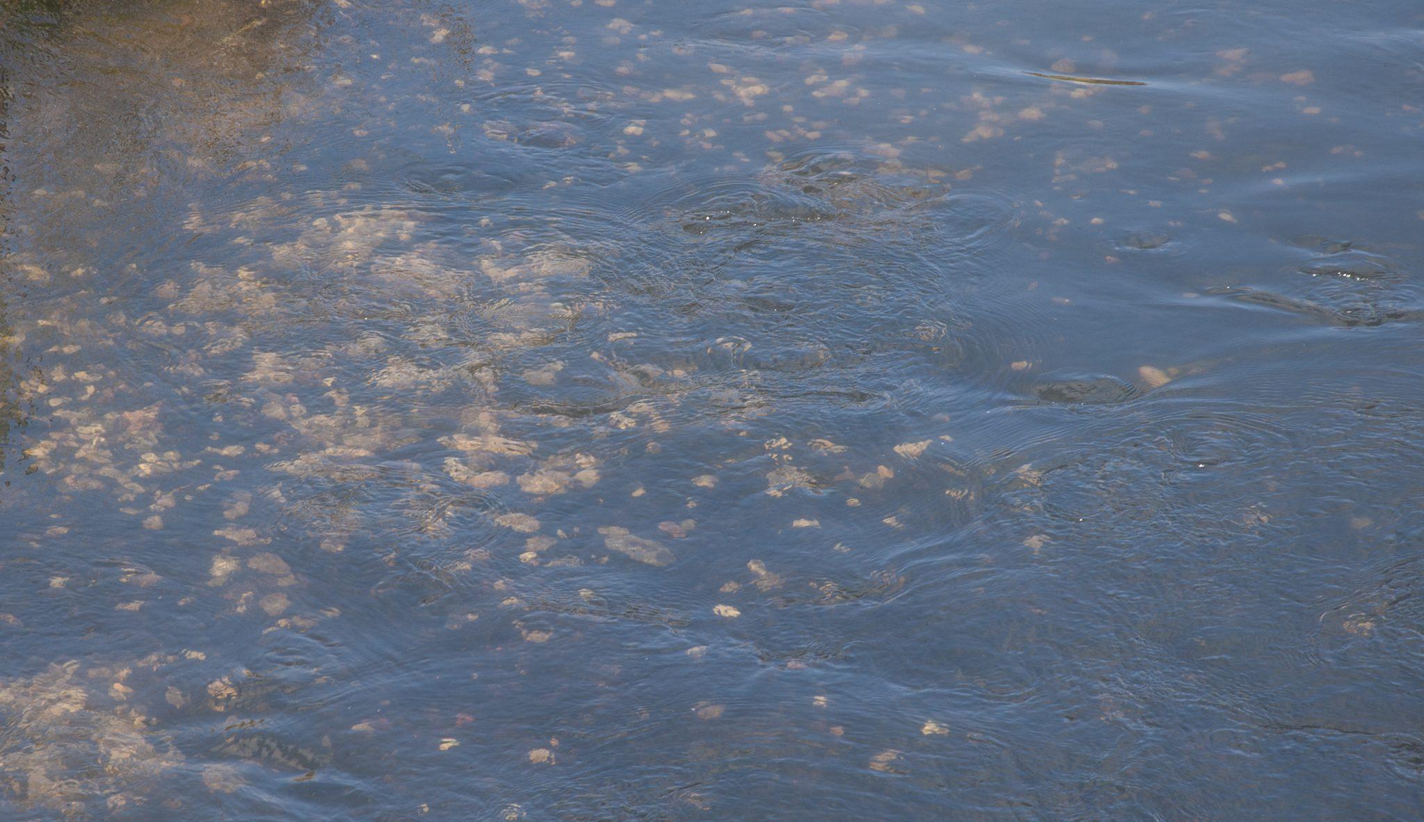Kiesbänke für die Dosse – LAVB und NABU in Kooperation ...