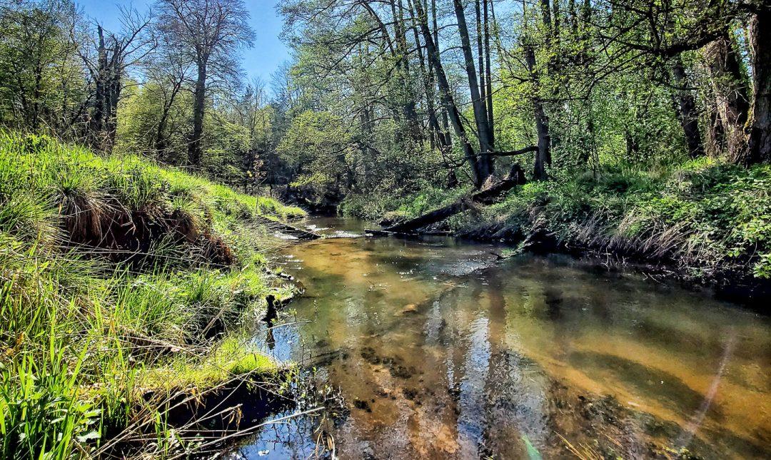 Die Stepenitz wird „Flusslandschaft der Jahre 2024/25 ...